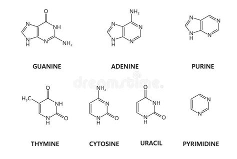 Nucleic Acids Nitrogenous Bases Molecule Formulas Stock Vector