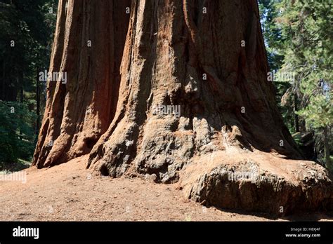 Giant Sequoia Sequoiadendron Giganteum And Spruce Tree Trunks