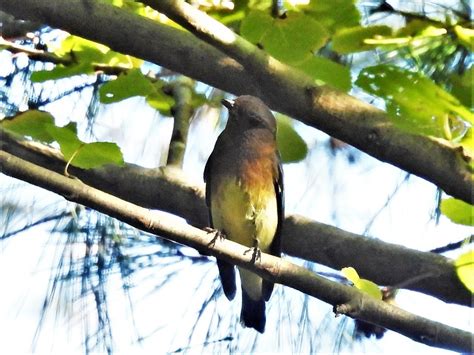 この野鳥の名前は何でしょうか 図鑑 jp