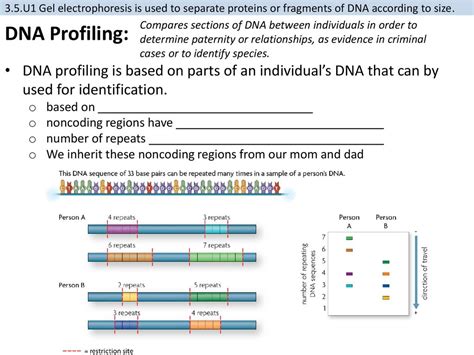 3 5 Genetic Modification And Biotechnology Ppt Download