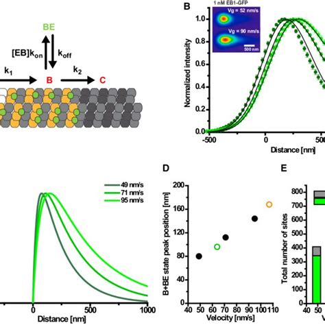 Two Step Model Of Microtubule Maturation Download Scientific Diagram