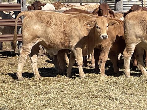 2 Decks Charolais Brahman Mixed Sex Weaners Grant Daniel Long