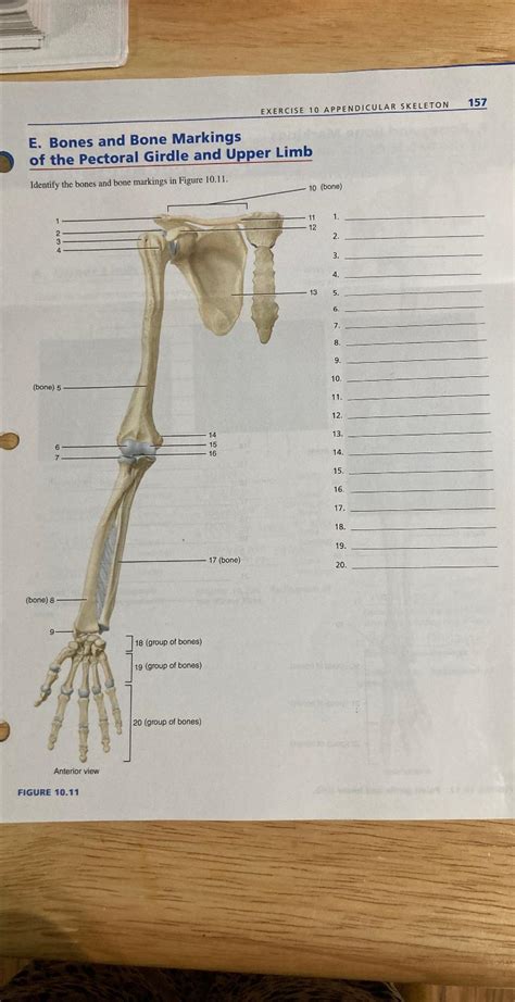 Solved Exercise 10 ﻿appendicular Skeleton157e ﻿bones And