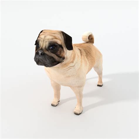 Pug 3d Model Turbosquid 1346804