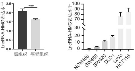 一种长链非编码rna及其应用的制作方法