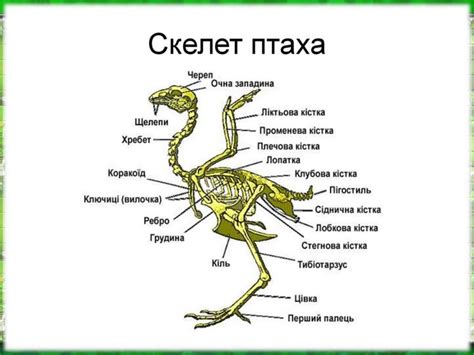 Порівняння будови скелета хребетних тварин презентация онлайн