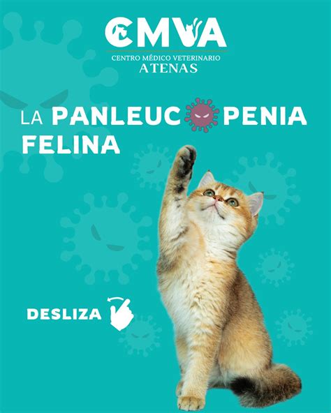 🐾 ¿sabías Que La Centro Médico Veterinario Atenas