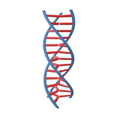 Triple Helix Dna V1 001 3d Model Cgtrader