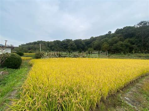 도로 접근성 좋은 계획관리지역내 1000대 토지 양평부동산튜브