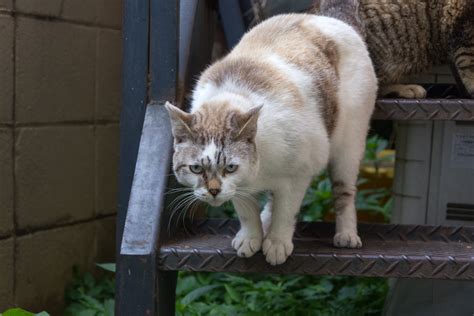 路地の宴 一日一猫