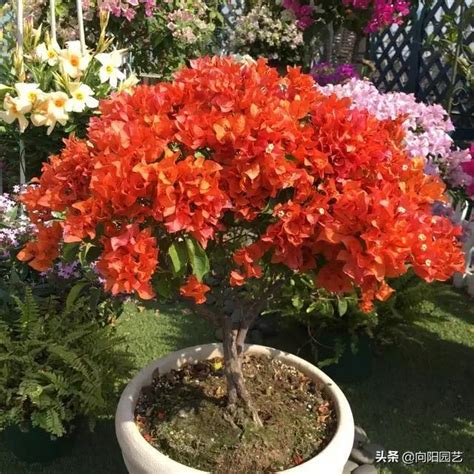 這三種綠植，要想來年開花，一定要趕快修剪，過了這個月就晚了 每日頭條