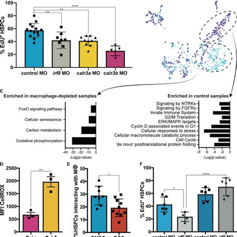 Macrophages Buffer Hspc Stress And Regulate Hspc Expansion Download Scientific Diagram