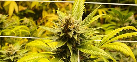 Cómo Solucionar Las Hojas Amarillas En Las Plantas De Marihuana