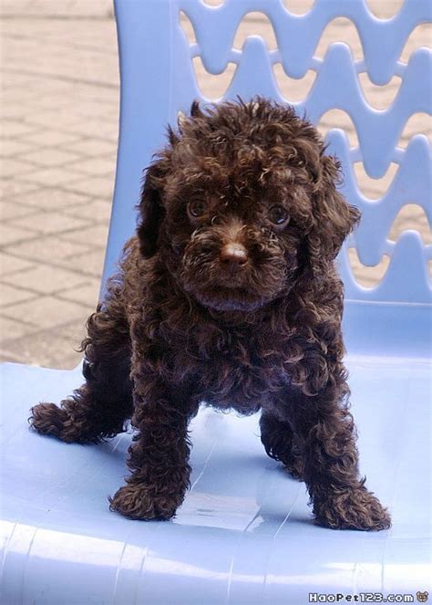 贵宾犬巧克力贵宾的照片 宠物相册 123宠物网