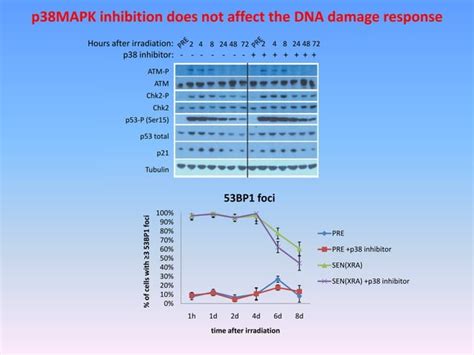 Tumor Suppression And Inflammation Controlling The Senescence