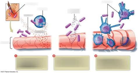 Topic 6 Diagram The Inflammatory Response Diagram Quizlet