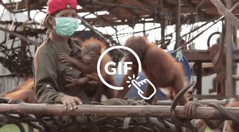 She Just Saw Another Baby Orangutan For The Very First Time The Dodo