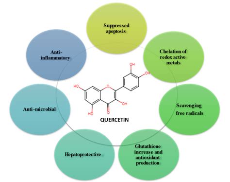 Main Effects Of Quercetin [14 16 17] Download Scientific Diagram