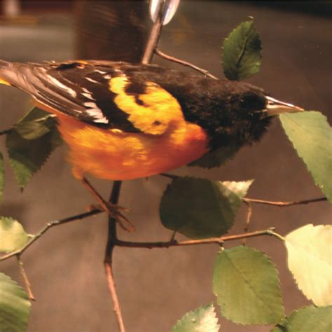 Icterus Galbula Earth Home Biodiversity