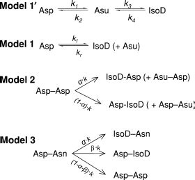 Isomerization Of AspAsp Motif In Model Peptides And A Monoclonal