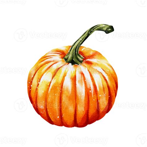 Autumn Pumpkins Watercolor 32499187 PNG