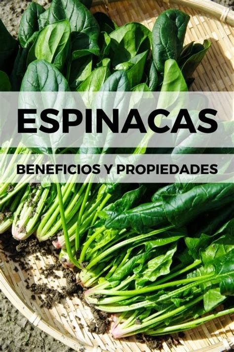 Espinacas Beneficios y propiedades Quieres saber qué es lo que pasa