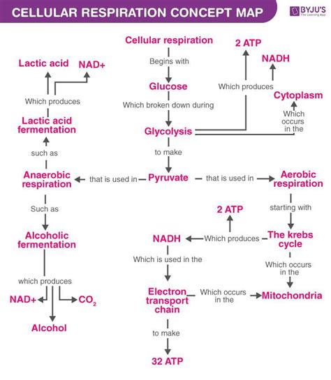 Unlocking The Biochemistry Concept Map Comprehensive Answer Key Revealed