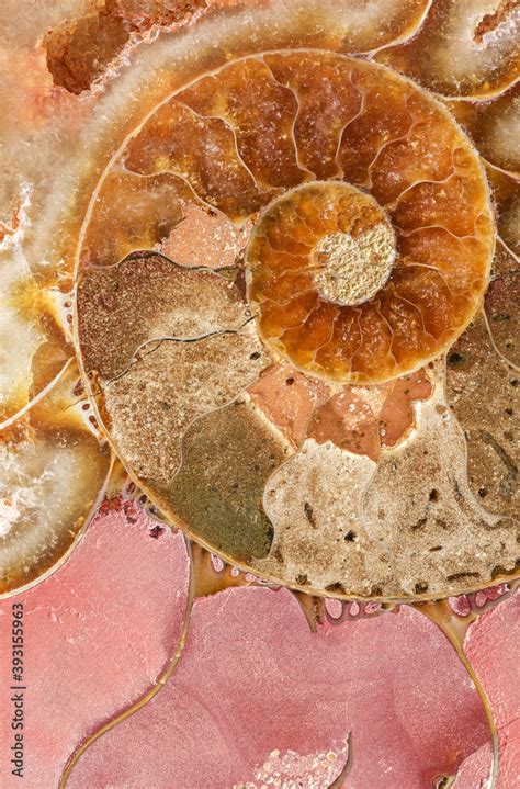Macro Photograph Of A Split Fossilized Ammonite Shell Showing The