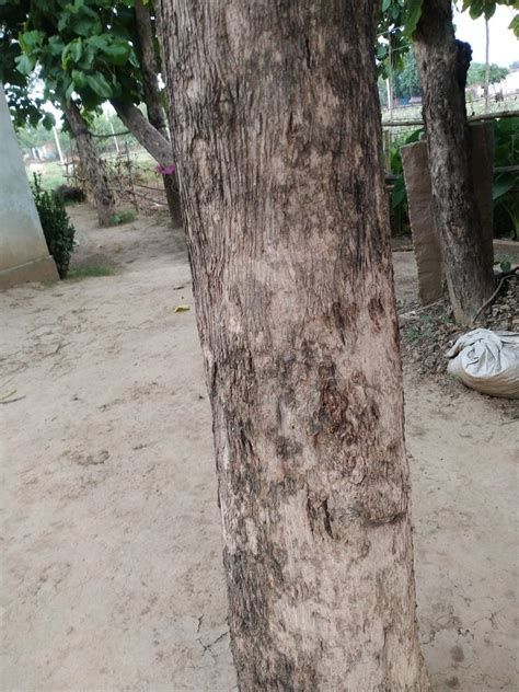 Sagwan Tree At ₹ 2500 Piece Teak Plants In Varanasi Id 23517068388