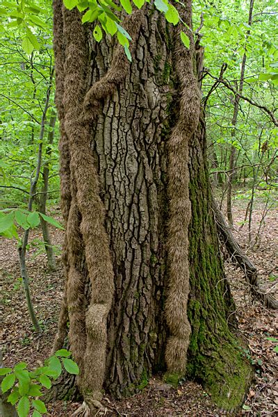 Резерват „Силкосия” първият резерват в България Ilovebulgaria