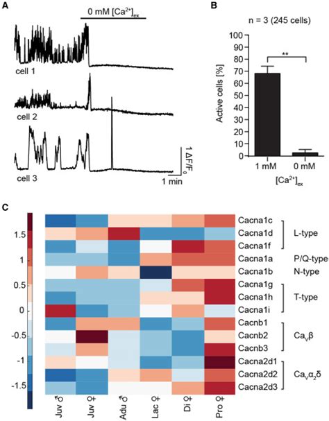 Ovulation Is Triggered By A Cyclical Modulation Of Gonadotropes Into A Hyperexcitable State