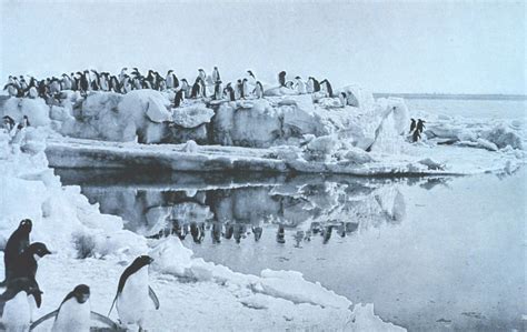 Why Are Penguins Sex Lives So Scandalous Atlas Obscura