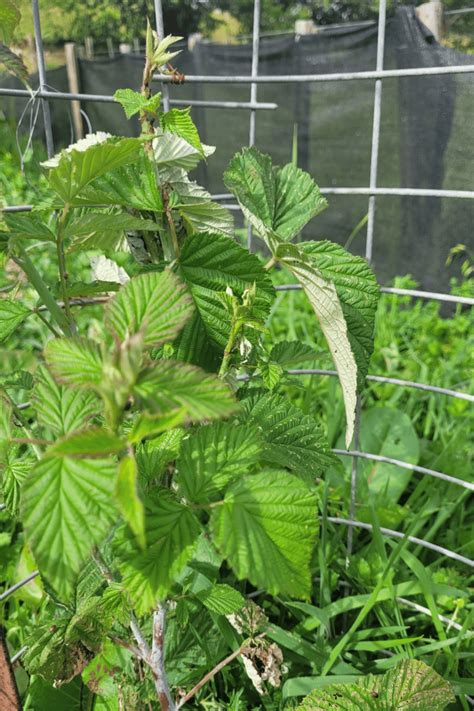 Homemade Raspberry Jam Farmers Wife Homestead