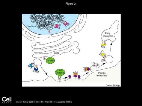 Lipid Signalling Picking Out The PIPs Ppt Download