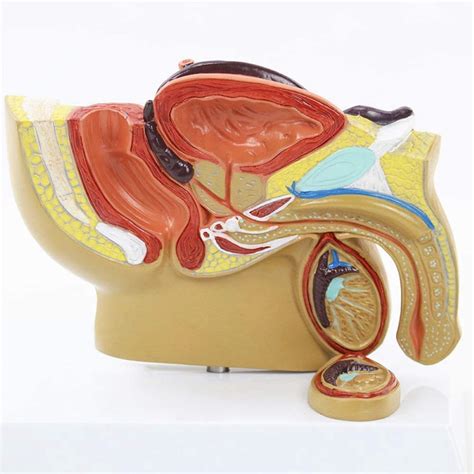 Buy Mini Male Prostate Model Male Pelvic Testicles Sagittal