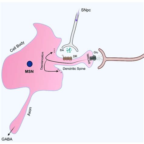 Roles Of The Nigrostriatal Pathway In The Regulation Of The Basal Download Scientific Diagram