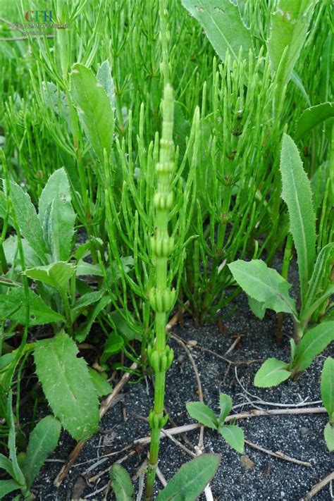 China Horsetail Extract Manufacturers Suppliers Factory - Bulk ...