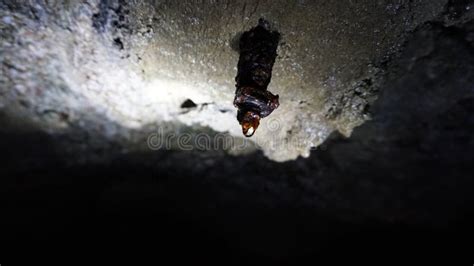 A Drop Of Water Hangs On A Rusty In The Cave Stock Image Image Of