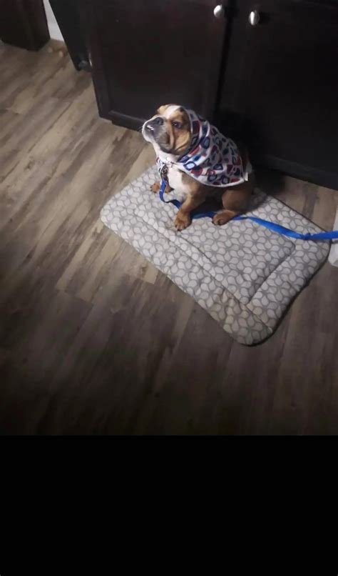 Babushka Boi Scrolller