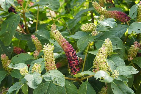 Growing Lentils Varieties Planting Guide Care Problems And Harvest