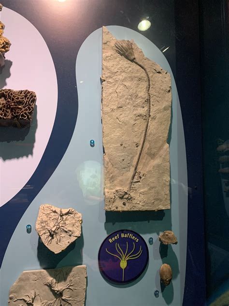 Dunes Learning Center Crinoids Fossils And Other Indiana Dunes Treasures