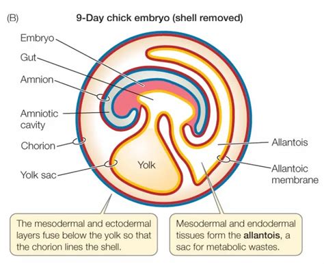 Extra Embryonic Membranes In Chick Definition Types Development