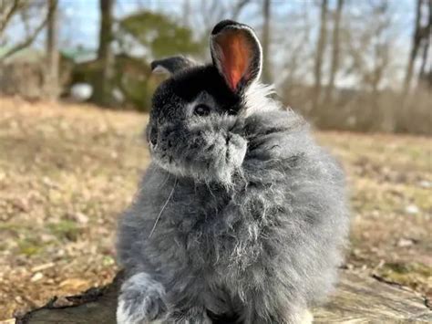 American Fuzzy Lop Buck Near Lexington Kentucky United States