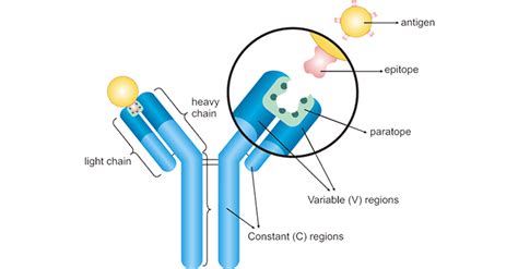 Cross Reactivity Of Antibody Beneficial Or Harmful Cusabio