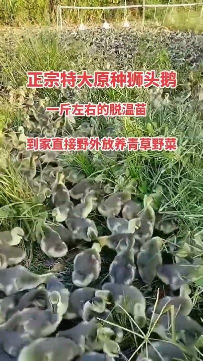 狮头鹅 狮头鹅苗孵化厂 原种一号狮头种鹅 Animals Youtube