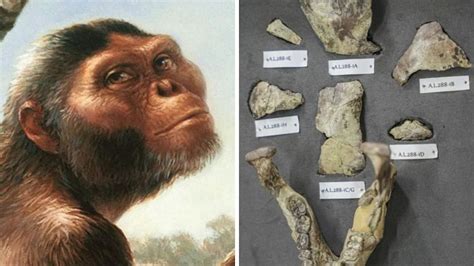 Lucy The Human Ancestor To Tour Europe With First Showing In Prague