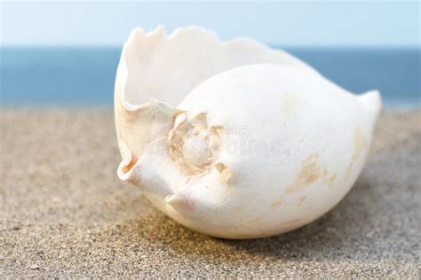 Escudo Dos Moluscos Na Praia Imagem De Stock Imagem De Vida Escudos
