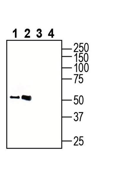 Gpr18 Extracellular Polyclonal Antibody Agr 068 200ul