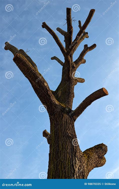 Tree Truncated Stock Image Image Of Dead Christian 98870335