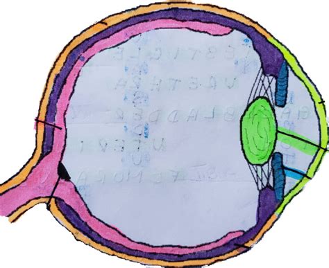 Eye Diagram Quizlet